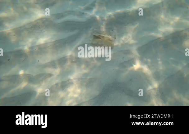 Underwater litter Stock Videos & Footage - HD and 4K Video Clips - Alamy