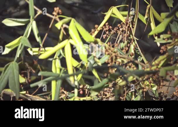 Winged prickly ash Stock Videos & Footage - HD and 4K Video Clips - Alamy