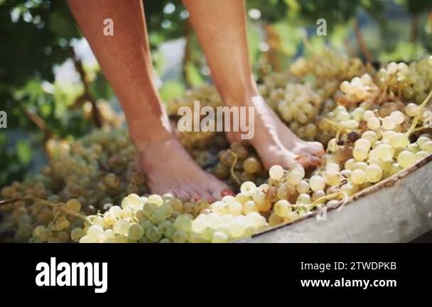 Female legs stomping white grapes in wooden shaft Stock Video Footage ...
