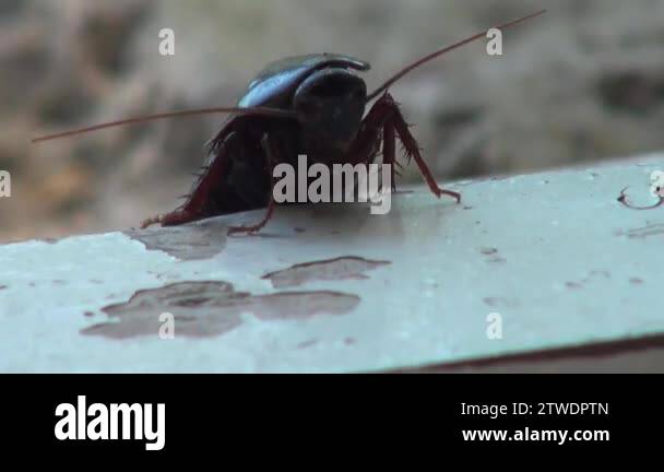 Upside down insect Stock Videos & Footage - HD and 4K Video Clips - Alamy