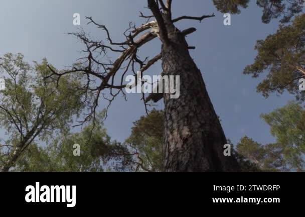 Big old dead tree Stock Videos & Footage - HD and 4K Video Clips - Alamy