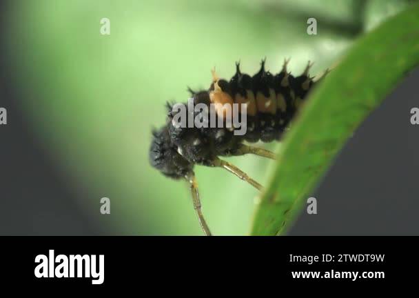 Second instar Stock Videos & Footage - HD and 4K Video Clips - Alamy
