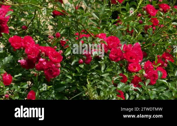 Polyantha Stock Videos & Footage - HD and 4K Video Clips - Alamy