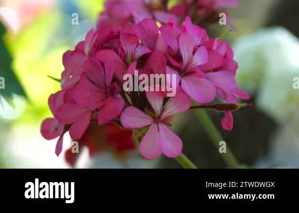 Big root geranium Stock Videos & Footage - HD and 4K Video Clips - Alamy