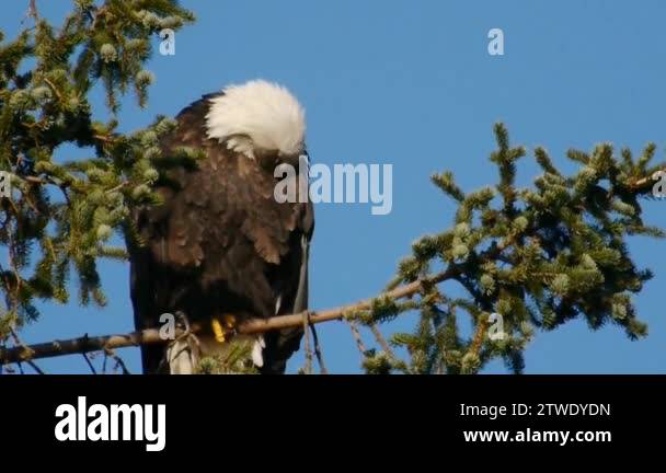 Bald eagle cleaning Stock Videos & Footage - HD and 4K Video Clips - Alamy