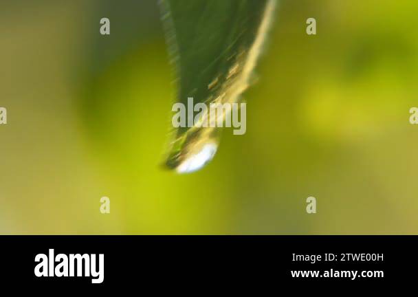 Rain blobs Stock Videos & Footage - HD and 4K Video Clips - Alamy