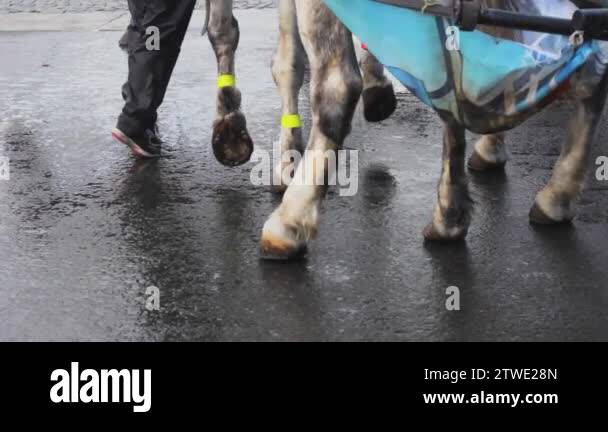 Muddy hoof Stock Videos & Footage - HD and 4K Video Clips - Alamy