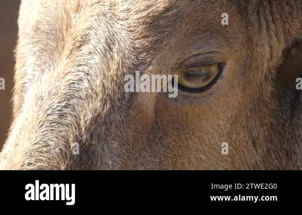 Barbary sheep (Ammotragus lervia) is species of caprid (goat-antelope ...