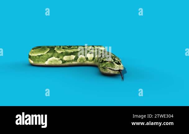 Boa Snake Attacks Blue Screen Front 3D Rendering Animation Vfx Stock ...