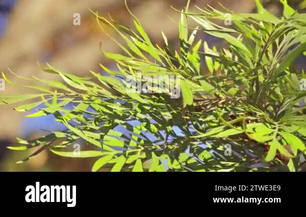 Grevillea robusta, commonly known as southern silky oak, silk oak or ...