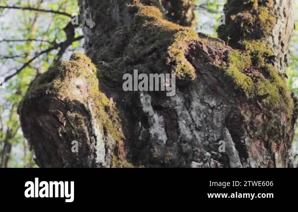 Tree moss texture Stock Videos & Footage - HD and 4K Video Clips - Alamy