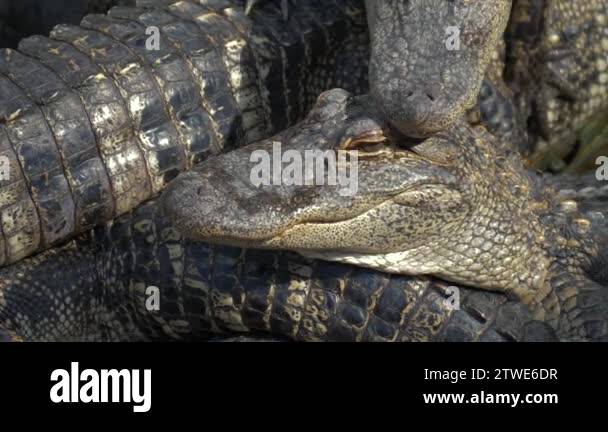 Stack of alligators Stock Videos & Footage - HD and 4K Video Clips - Alamy