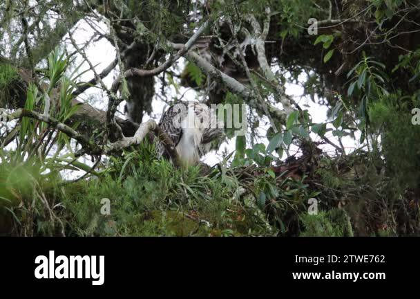 Great Philippine eagle (Pithecophaga jefferyi) nesting in Mindanao ...