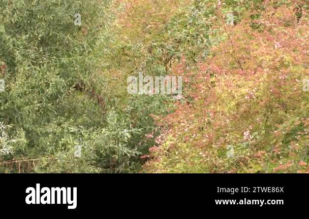Leaf tree texture Stock Videos & Footage - HD and 4K Video Clips - Alamy