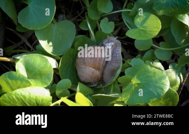 Grape worm Stock Videos & Footage - HD and 4K Video Clips - Alamy
