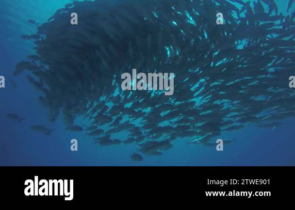 Big eye trevally jack Stock Videos & Footage - HD and 4K Video Clips ...