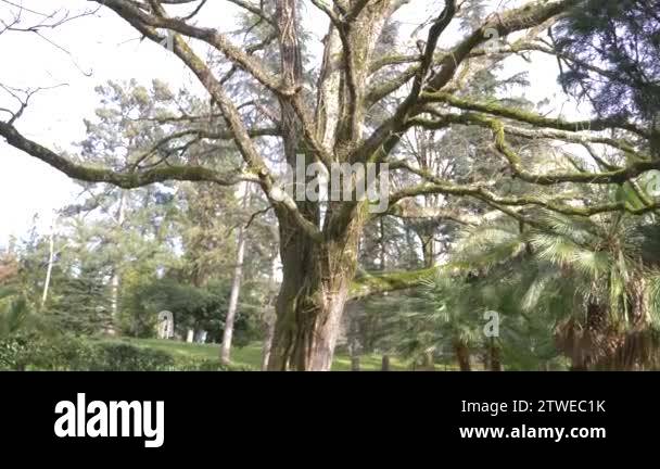 Giant conifer tree Stock Videos & Footage - HD and 4K Video Clips - Alamy