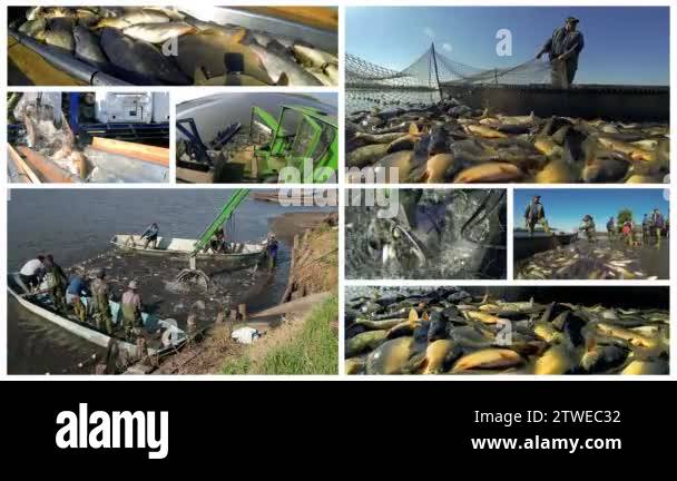 Fishing Industry Multiscreen Video Montage. Fish Pond Harvesting Video ...