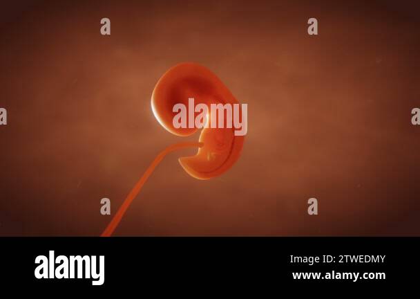 Embryo growth and development Stock Videos & Footage - HD and 4K Video ...