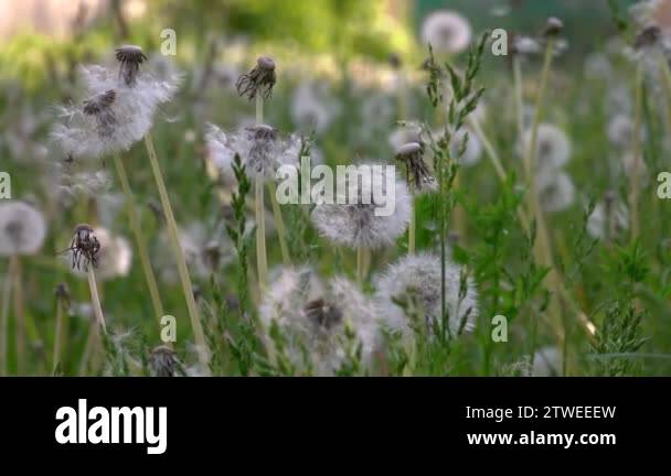 Light and beautiful dandelion.The bright rays of the sun illuminate the ...