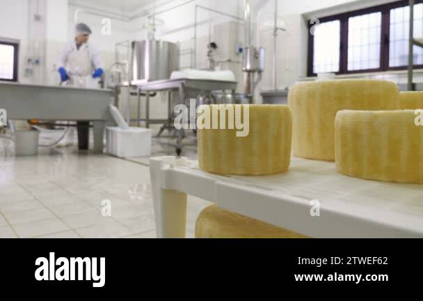 Cheese factory with cow Stock Videos & Footage - HD and 4K Video Clips ...