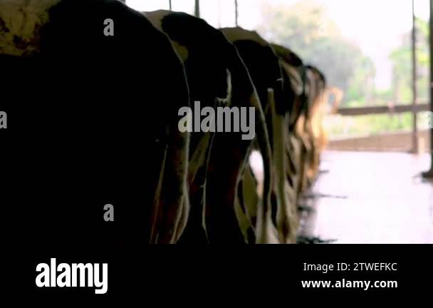 Cows tail Stock Videos & Footage - HD and 4K Video Clips - Alamy