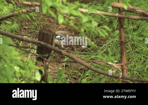Crow family of bird Stock Videos & Footage - HD and 4K Video Clips - Alamy