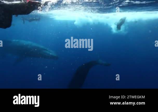 Blue whale diver Stock Videos & Footage - HD and 4K Video Clips - Alamy
