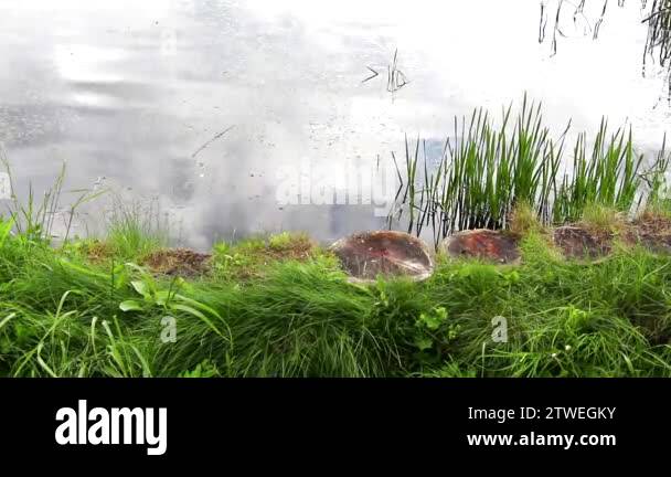 Water in the pond. A pond with wooden stumps. A sedge grows around the ...