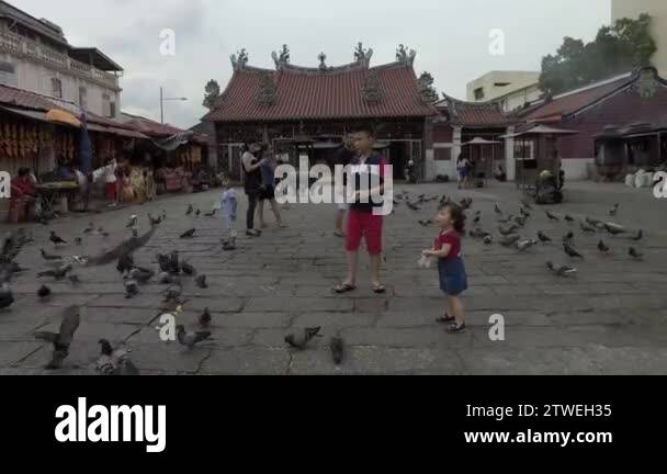 Malaysian pigeon Stock Videos & Footage - HD and 4K Video Clips - Alamy