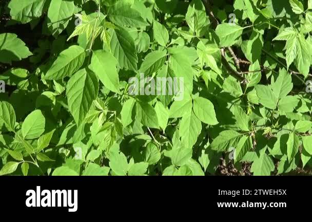 Ash tree branches Stock Videos & Footage - HD and 4K Video Clips - Alamy