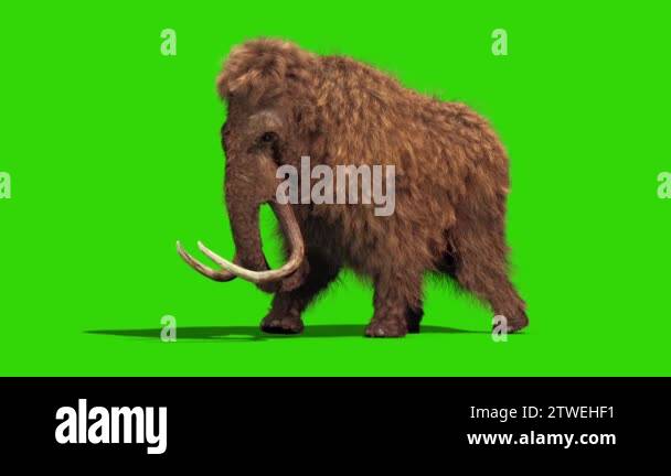 Mammoth Real Fur Walkcycle Jurassic Side Green Screen 3D Rendering Animation Stock Video Footage ...