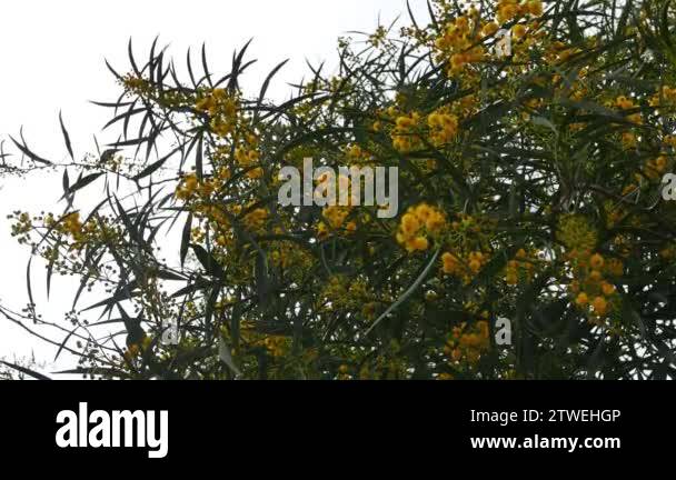 Pom pom bush Stock Videos & Footage - HD and 4K Video Clips - Alamy