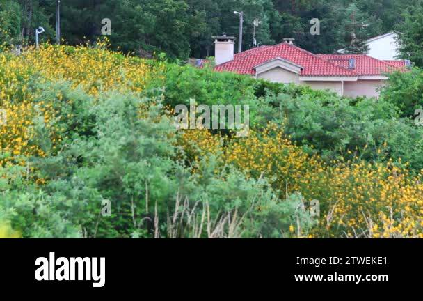 Hidden house Stock Videos & Footage - HD and 4K Video Clips - Alamy