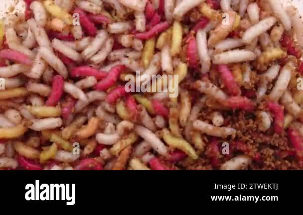 Fly worms Stock Videos & Footage - HD and 4K Video Clips - Alamy