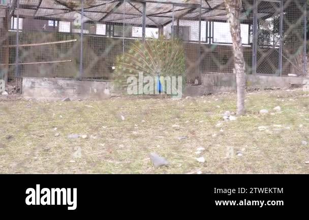 beautiful dancing peacock. aviary with peacocks in the season of mating ...
