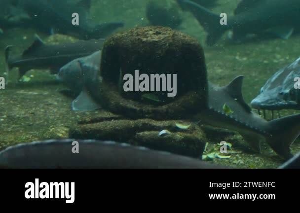 Headless statue figure Stock Videos & Footage - HD and 4K Video Clips ...