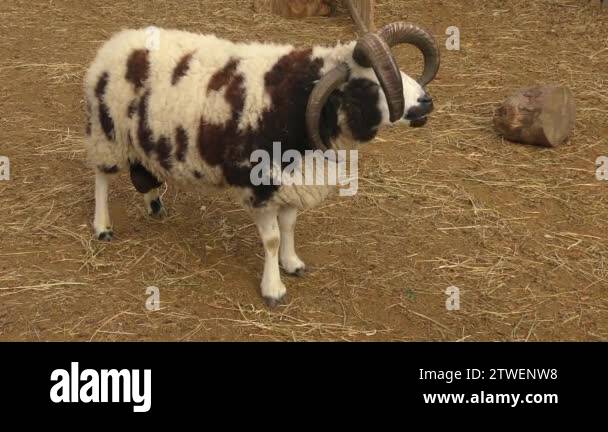 Short sheep Stock Videos & Footage - HD and 4K Video Clips - Alamy
