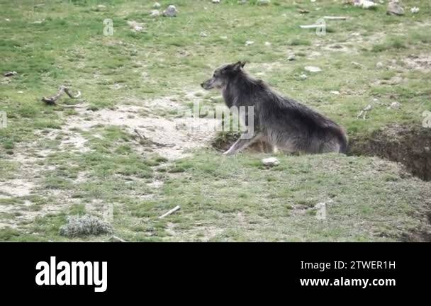 Wolf climbing Stock Videos & Footage - HD and 4K Video Clips - Alamy