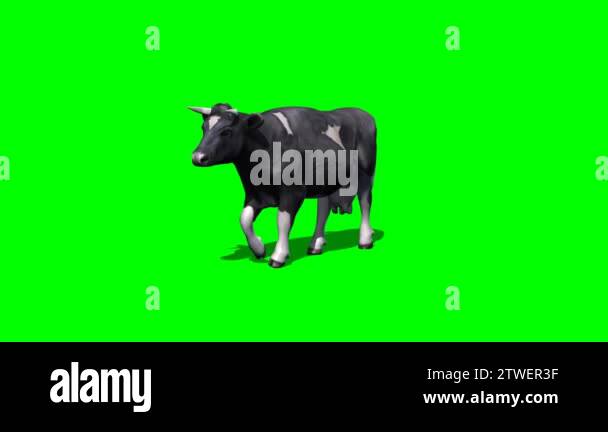 cow goes 2 - green screen Stock Video Footage - Alamy
