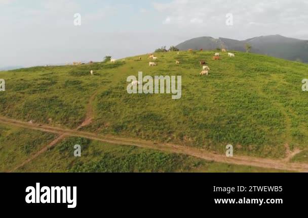 Chilling animals Stock Videos & Footage - HD and 4K Video Clips - Alamy