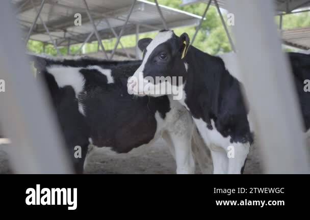 Beautiful well-groomed cows standing in the aviary on the farm. Modern ...
