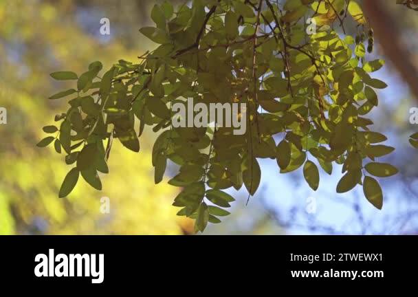 Styphnolobium japonicum Schott, Japanese pagoda tree (Chinese scholar ...