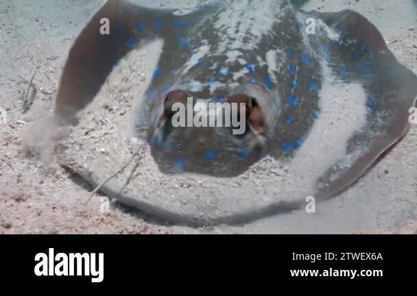 Bluespotted stingray Taeniura Lumma hiding in sand underwater Red sea ...