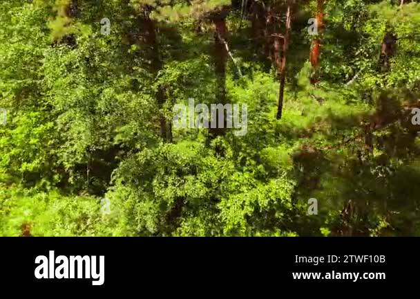 Panorama forest from the air. Flying on drone through forest among ...
