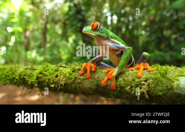 Red-eyed tree frog in its natural habitat in the Caribbean rainforest ...