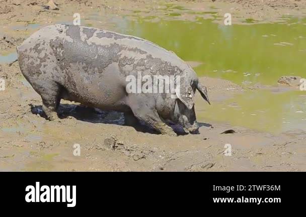 Pigs rolling in mud Stock Videos & Footage - HD and 4K Video Clips - Alamy
