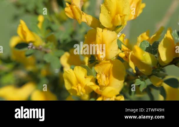 Yellow broom Stock Videos & Footage - HD and 4K Video Clips - Alamy