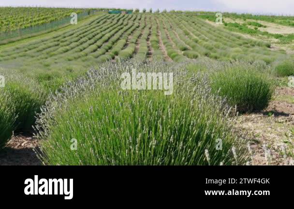 Early flowering garden lavender shrub on growing flowers rows on field ...