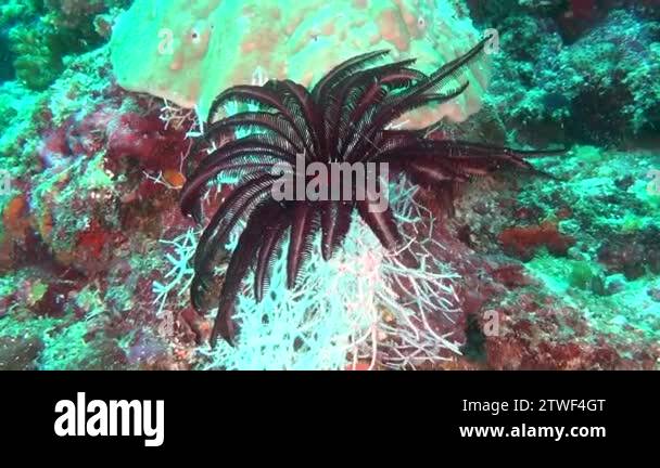 Sea lily black red on background of clear seabed underwater of Maldives ...
